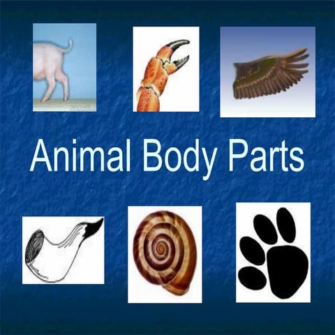 Animal body-parts | PDF