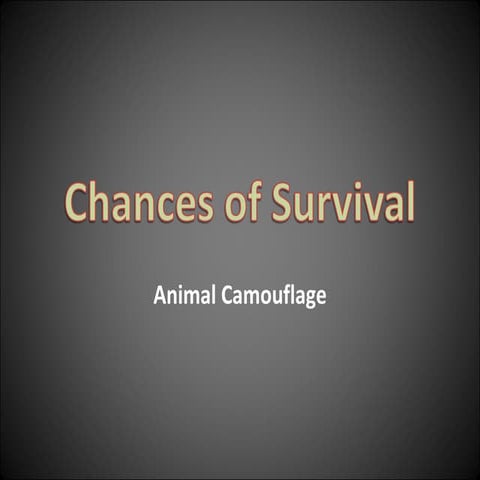 Animal Camouflage | PPT