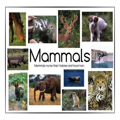Animal-Classification-Posters di DUnia.pdf