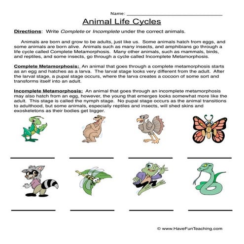 Animal life-cycles-worksheet | PDF