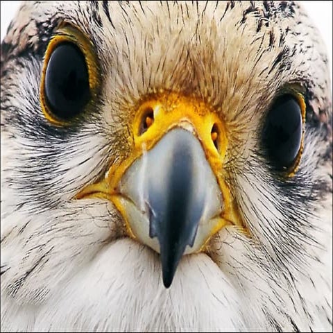 Animal Portraits | PPS