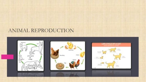 Reproduction in animal for class 8th by Sarita Chourasia | PPT