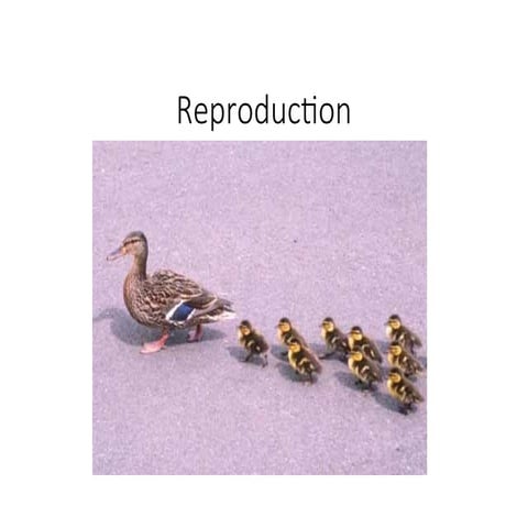 Reproduction in vertebrates grade 12.pptx
