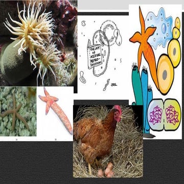 PERPETUATION OF LIFE.pptx