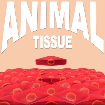 types of animal tissues class 9 | PPTX