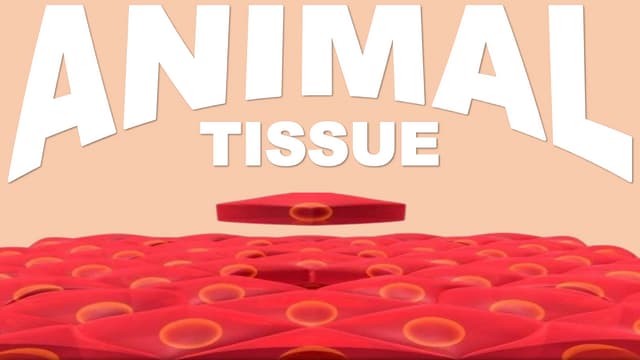 types of animal tissues class 9 | PPTX