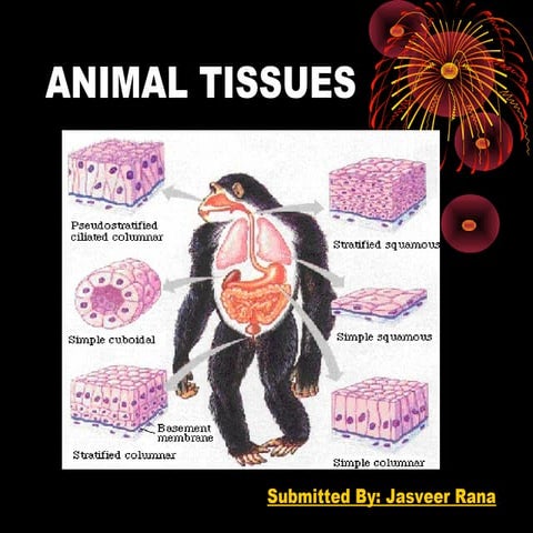Presentation on Animal Tissues By Jasveer Rana | PPT | Brain and ...