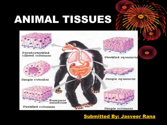types of animal tissues class 9 | PPTX