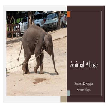 Animal abuse | PPTX
