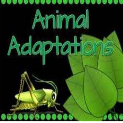 Animal adaptation | PPTX