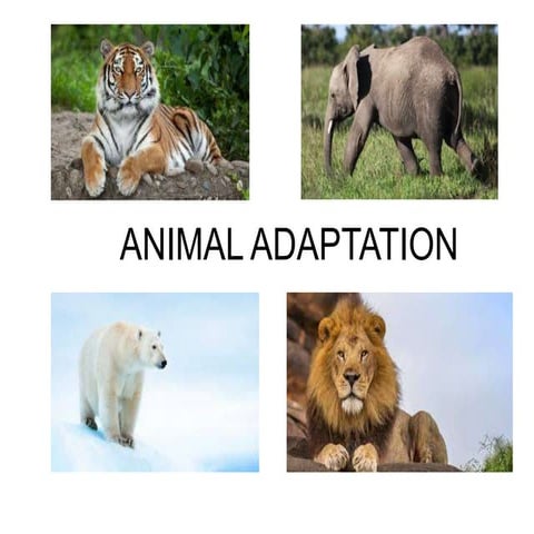 Animal adaptation | PPTX