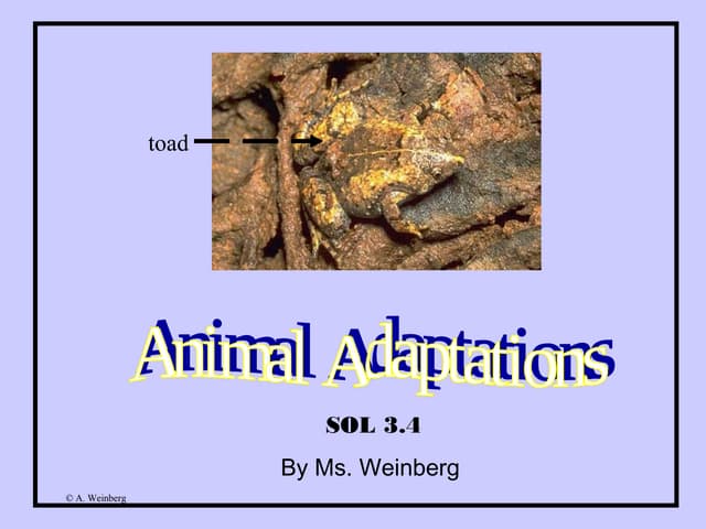 Animal adaptations introduction | PPTX