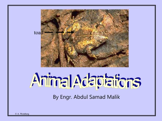 Animal adaptations | PPT