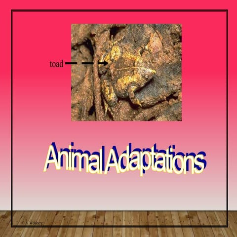 animal_adaptations ppt - ppt for grade 8 | PPT