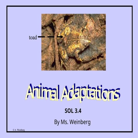 animal_adaptations and their environment.ppt