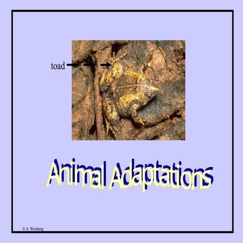 Animals and other Animal Adaptations.ppt