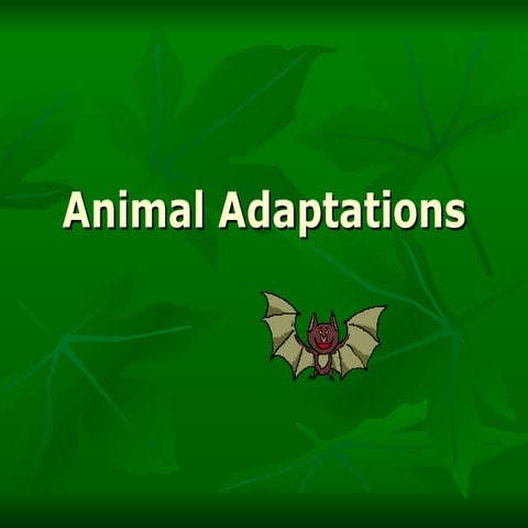 Animal adaptations i | PPT