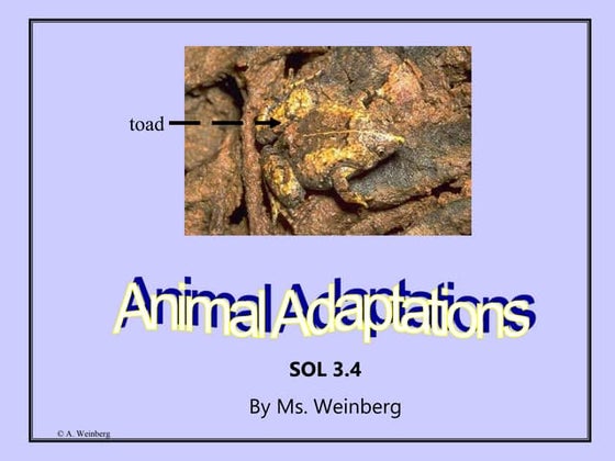 animal_adaptations ppt - ppt for grade 8 | PPT