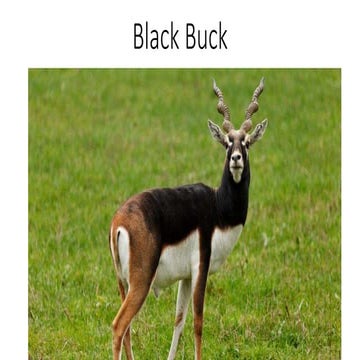 Animal and birds of desert range land | PPTX | Geography | Science