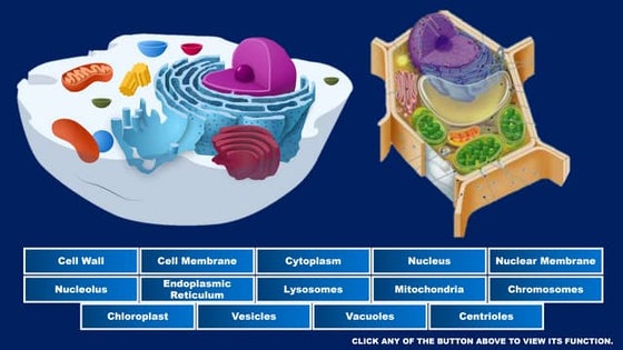PLANT CELL.pptx