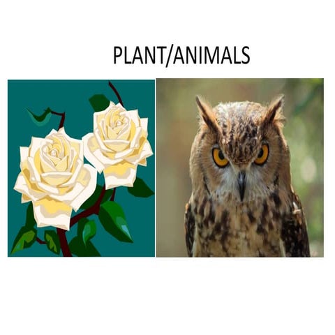 Animal and plant pic | PPTX