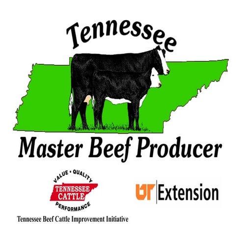 Animal Bahavior Beef cattle -Tennessee.pdf