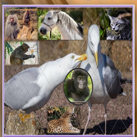 animal behavior .pdf