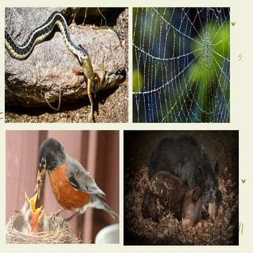 Animal Science 1 Unit 7 Animal Behavior Types | PPTX