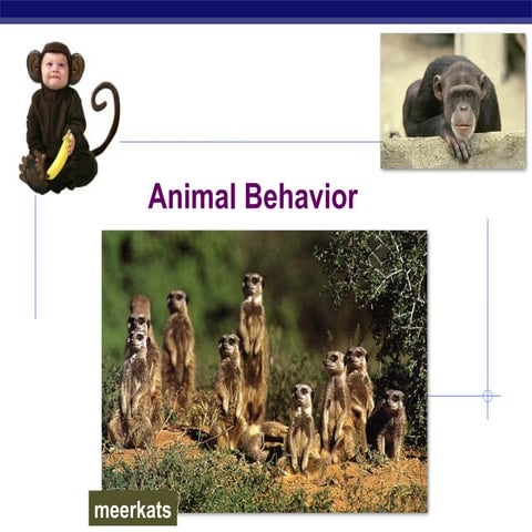Concepts of Ethology | PPTX