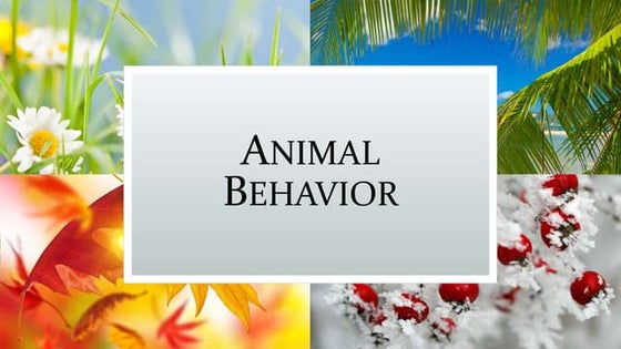 animal behaviours and its types with examples | PPTX
