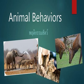Animal Behaviors | PPTX