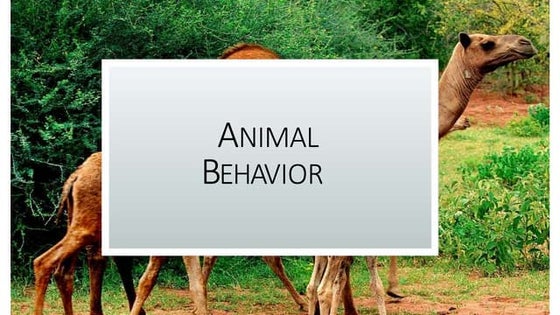 animal behaviours and its types with examples | PPTX