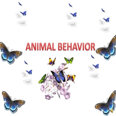 Animal behaviour | PPT