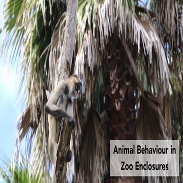 Animal Behaviours in Zoos | PDF