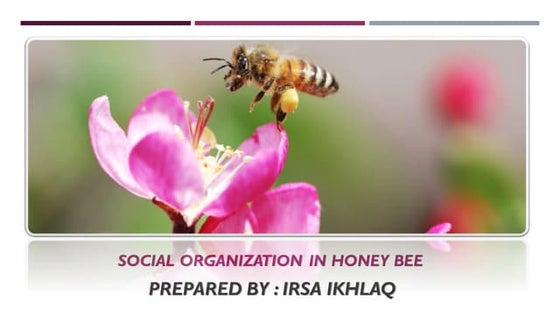 Social organization and social behaviour in insects | PPT