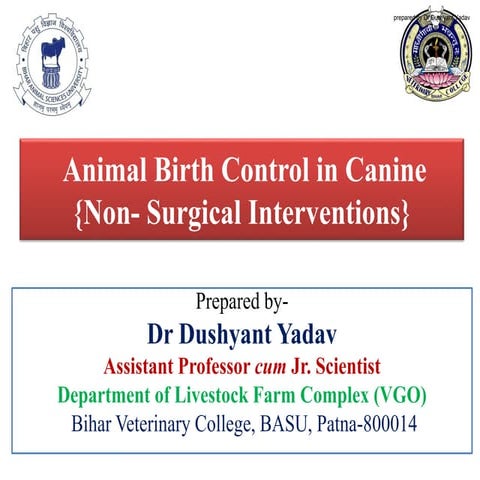 Animal birth control in canines non-surgical interventions | PDF