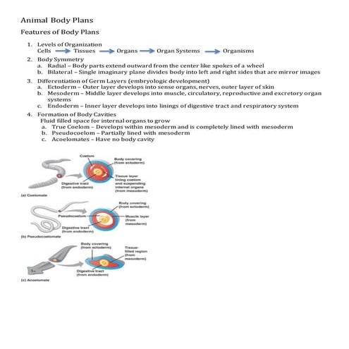 Animal body plans | DOCX