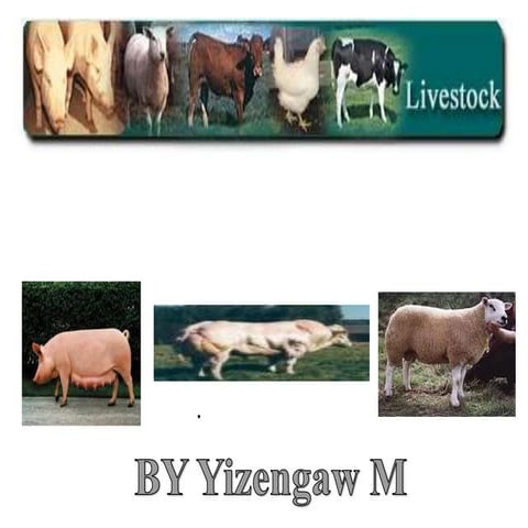 Animal breeding orginal 11.pptxbiothecnology | PPTX