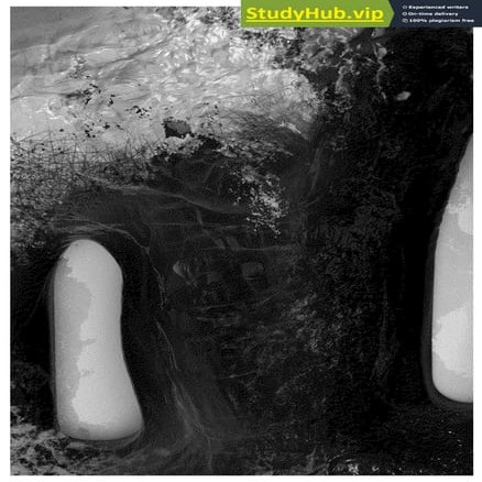 Animal Cameras Virtual Reality And Factory Farming | PDF