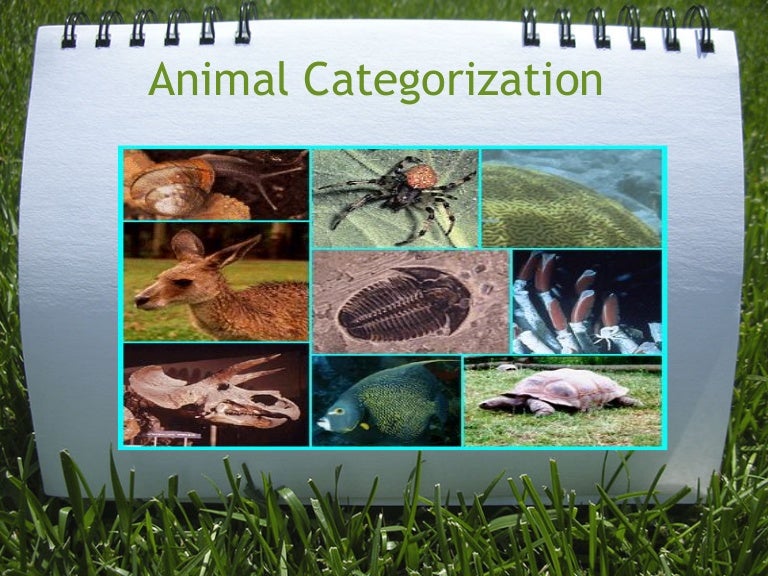 Animal Categorization