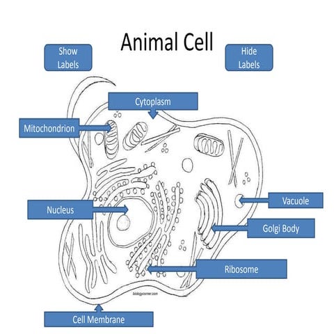 Animal cell | PPTX | Biological Sciences | Science