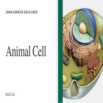 AnimalCell.pptx | Biological Sciences | Science