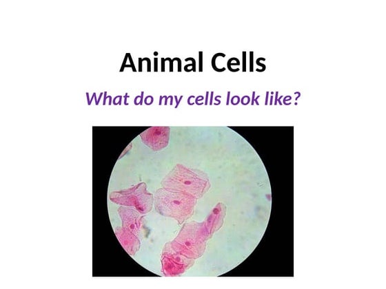 Onion and cheek cell lab | DOC | Biological Sciences | Science