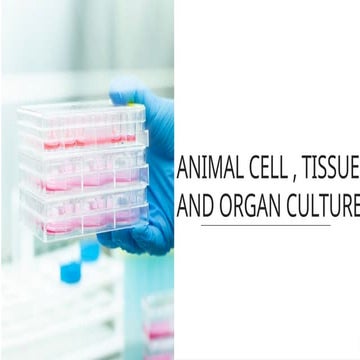 tissues cbse grade 9 science biology.pptx