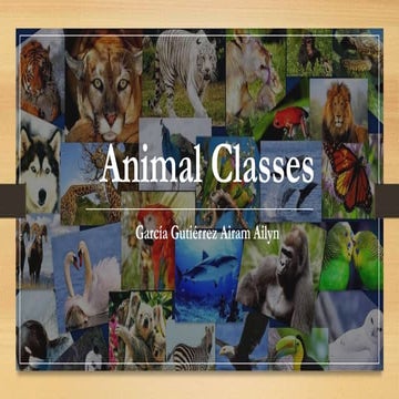Animal classes | PPTX