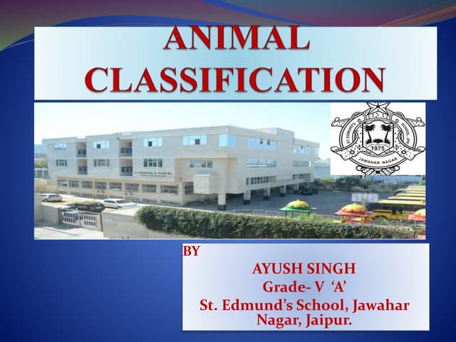 Lesson plan on classification of animals | DOC