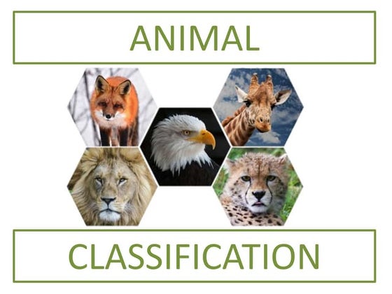 Animals classification | PPTX