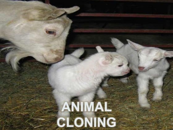 Cloning | PPT