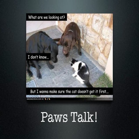 Animal Communication | KEY