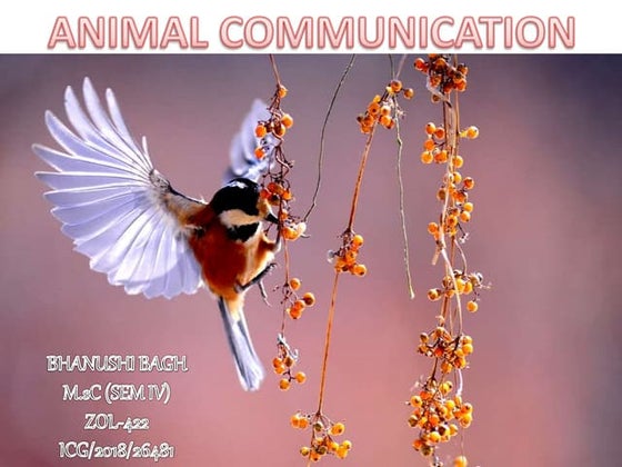 Animal communication | PPT